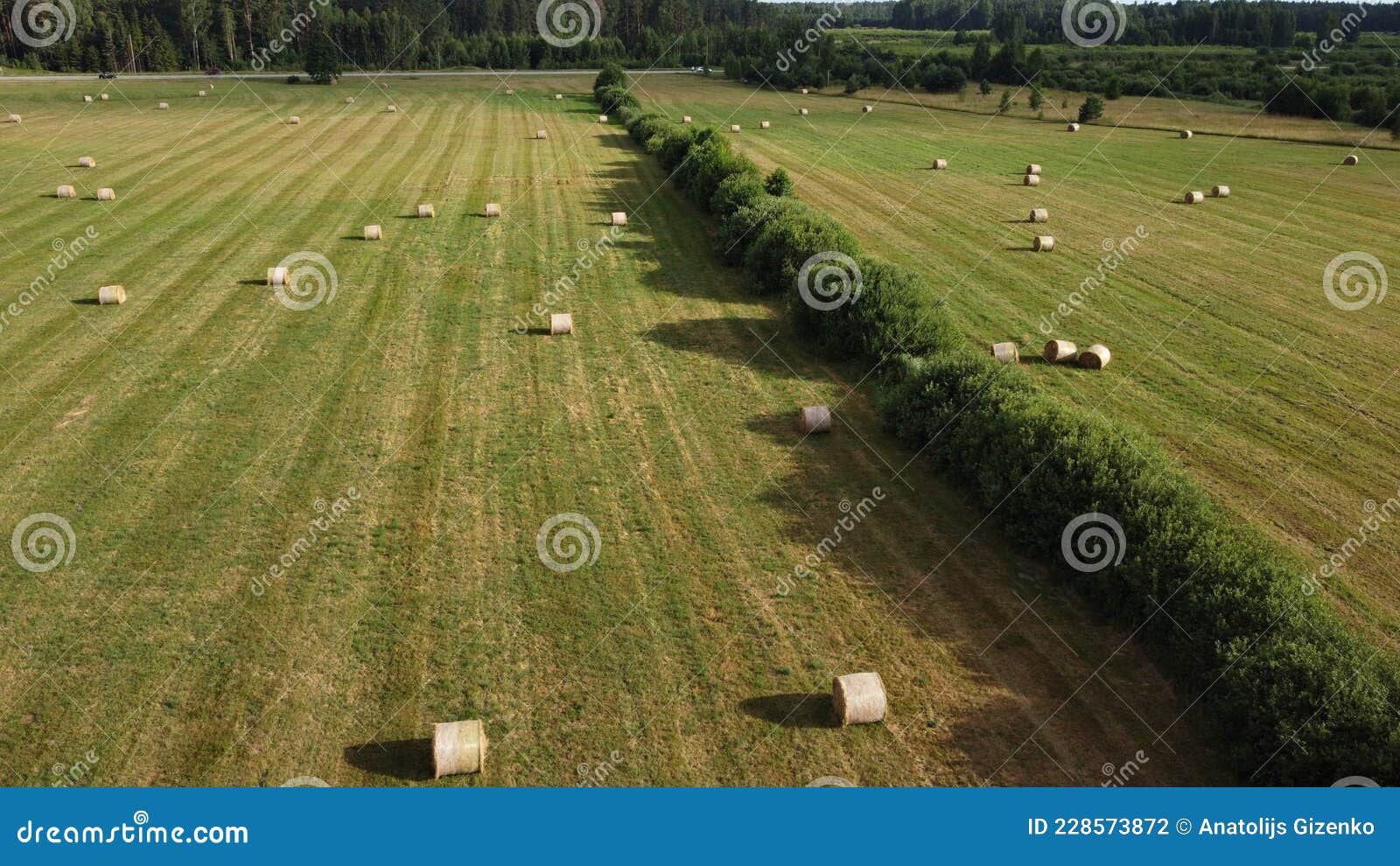Large Rolls of Hay are Scattered Over Wide Open Fields To Dry Stock ...