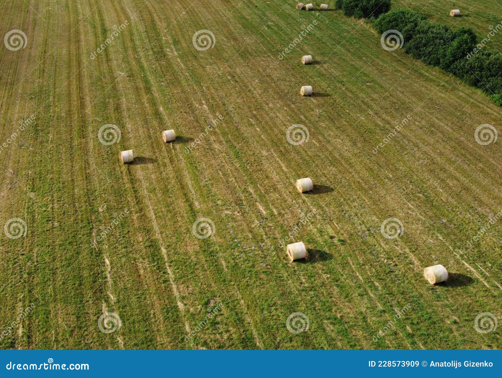 Large Rolls of Hay are Scattered Over Wide Open Fields To Dry Stock ...