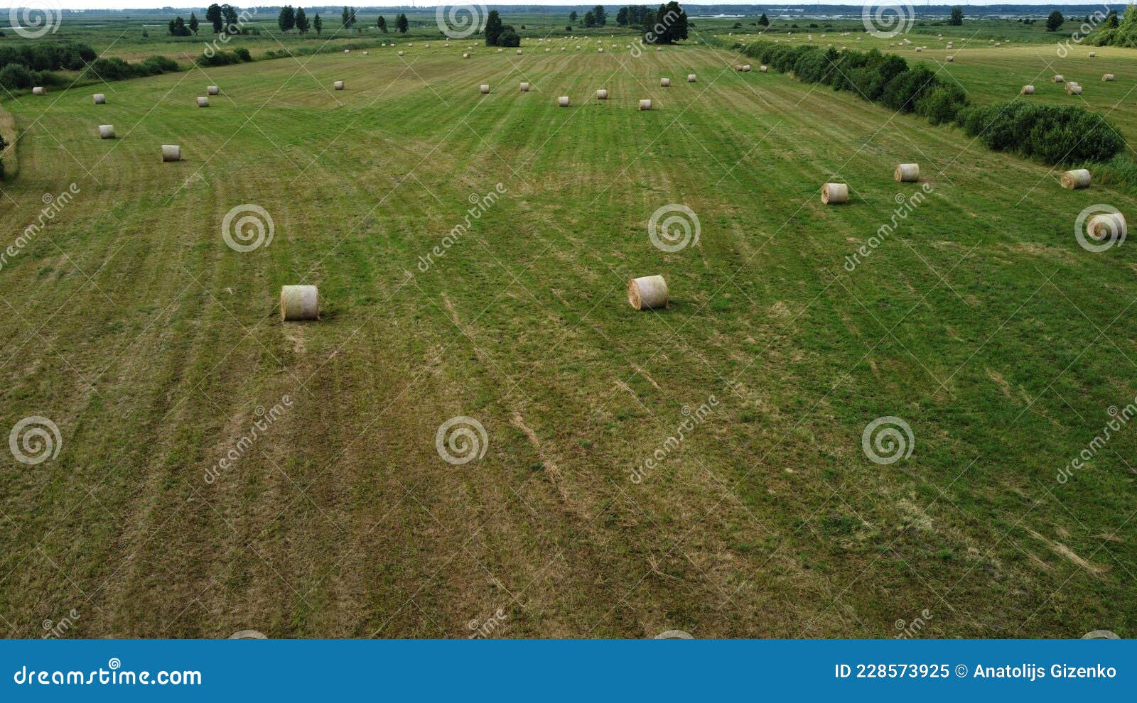Large Rolls of Hay are Scattered Over Wide Open Fields To Dry Stock ...