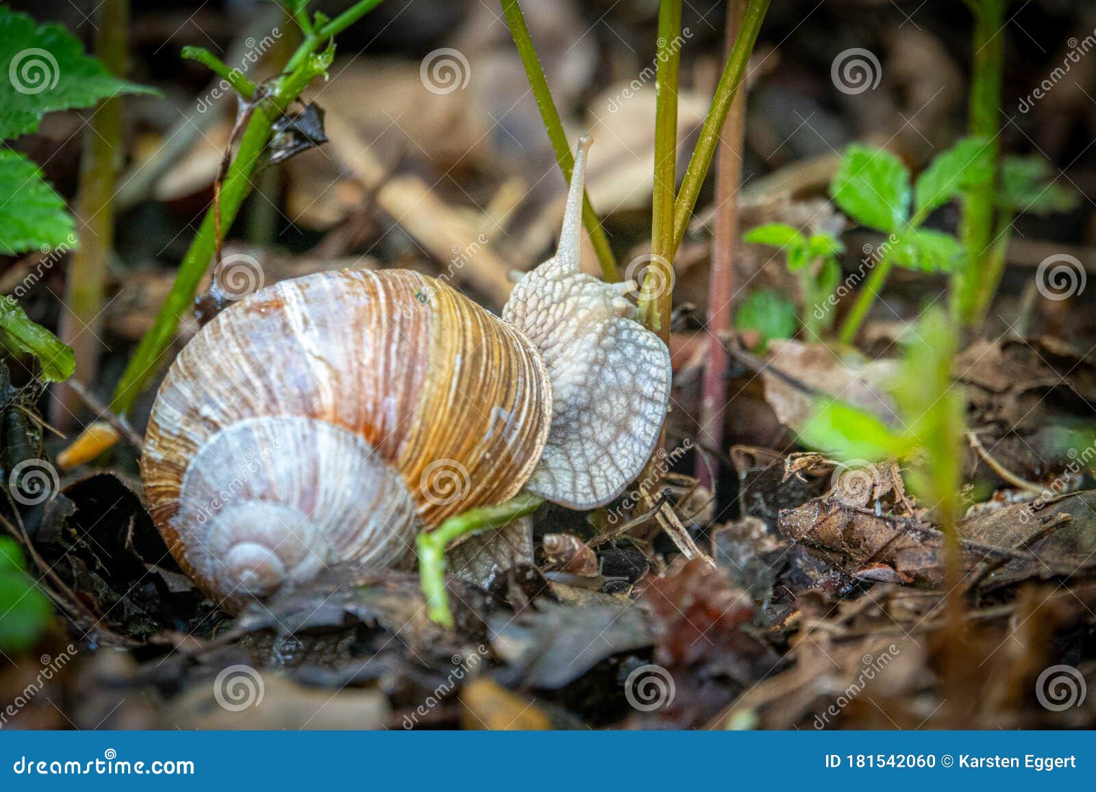 Large Roman Snail Crawls Across the Damp Forest Floor Stock Photo ...