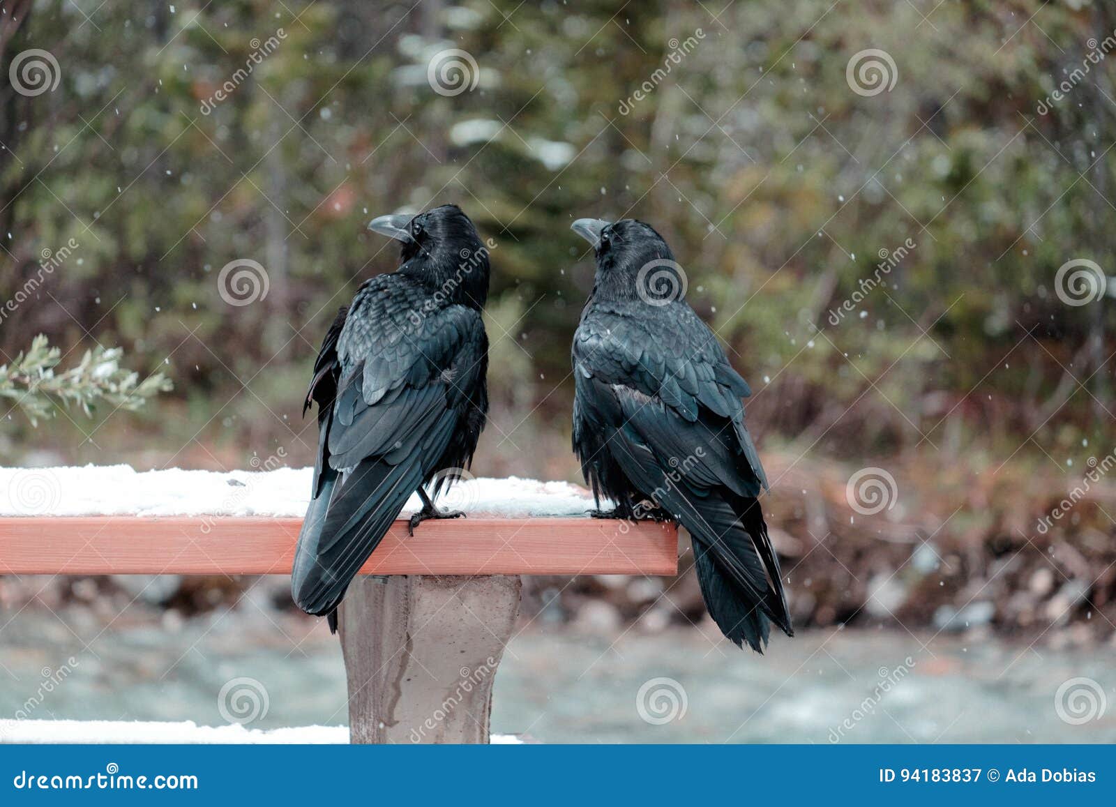 Large Rooks at Banff National Park Stock Image - Image of crow, banff ...