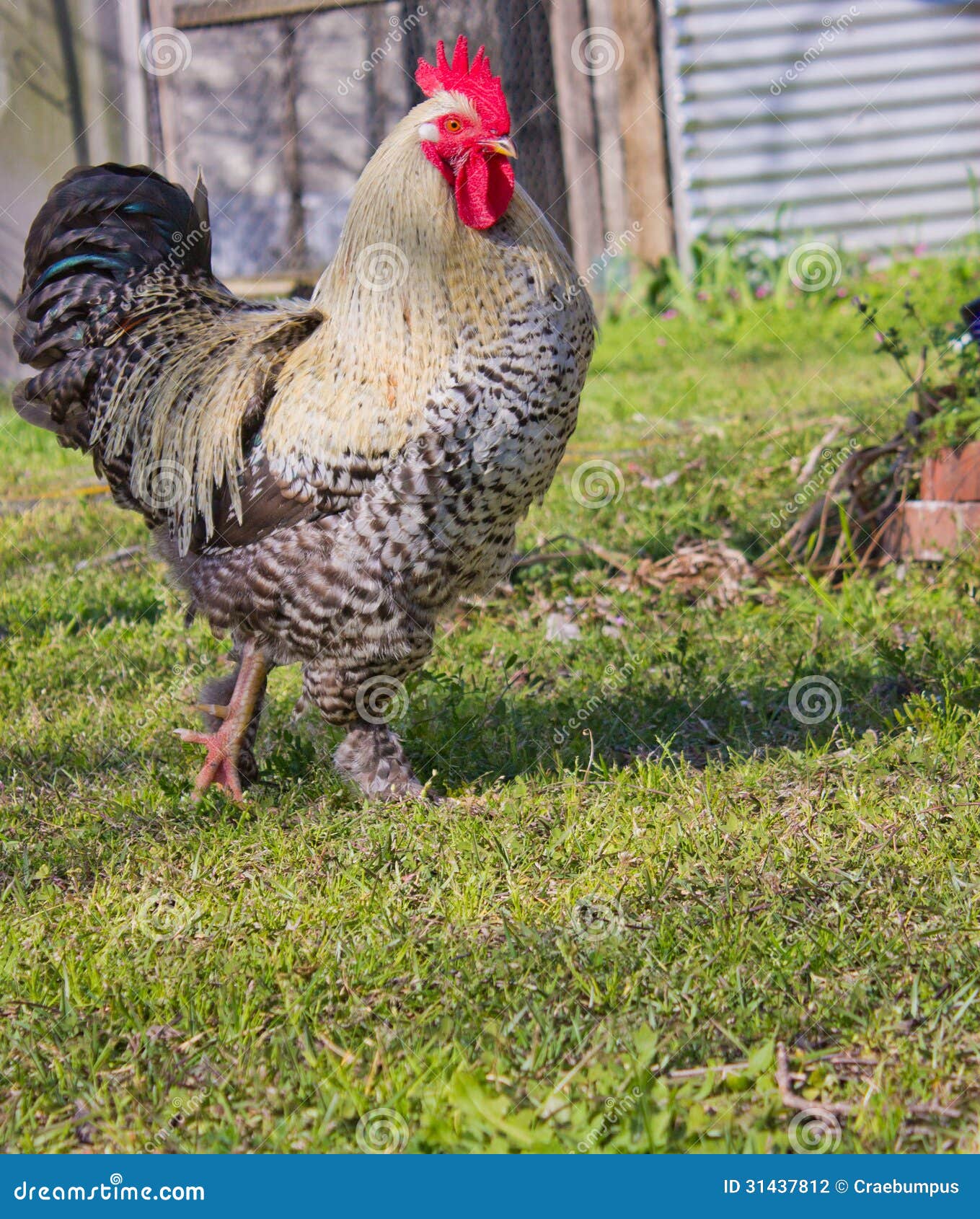 Large rooster stock photo. Image of animal, rooster, farm - 31437812