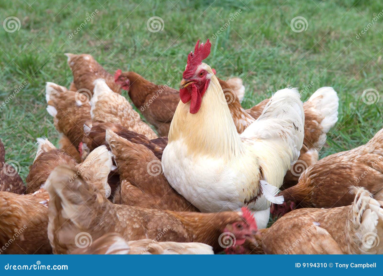 Large rooster and hens stock photo. Image of farming, agriculture - 9194310