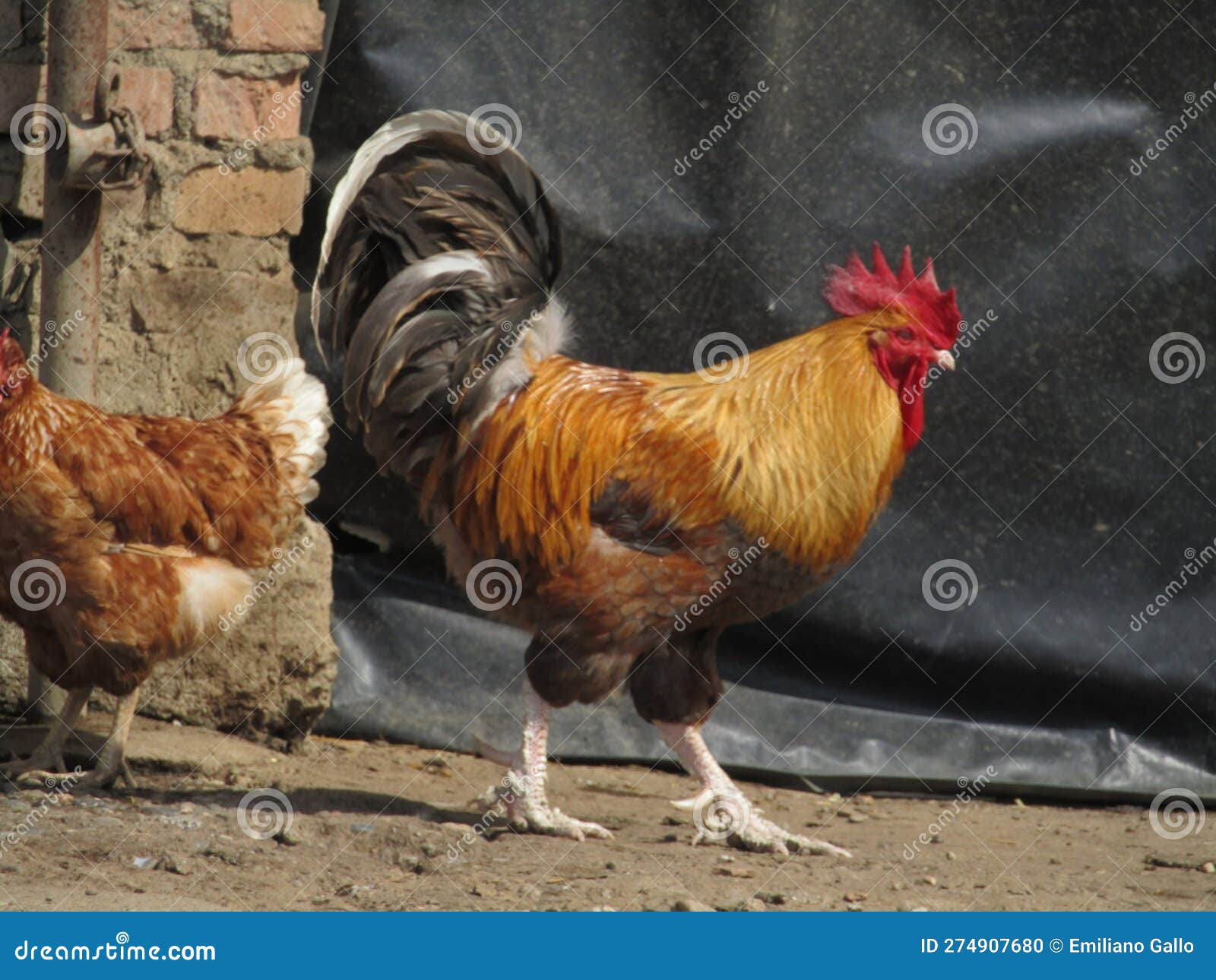 Big rooster stock photo. Image of wing, chicken, grazing - 274907680