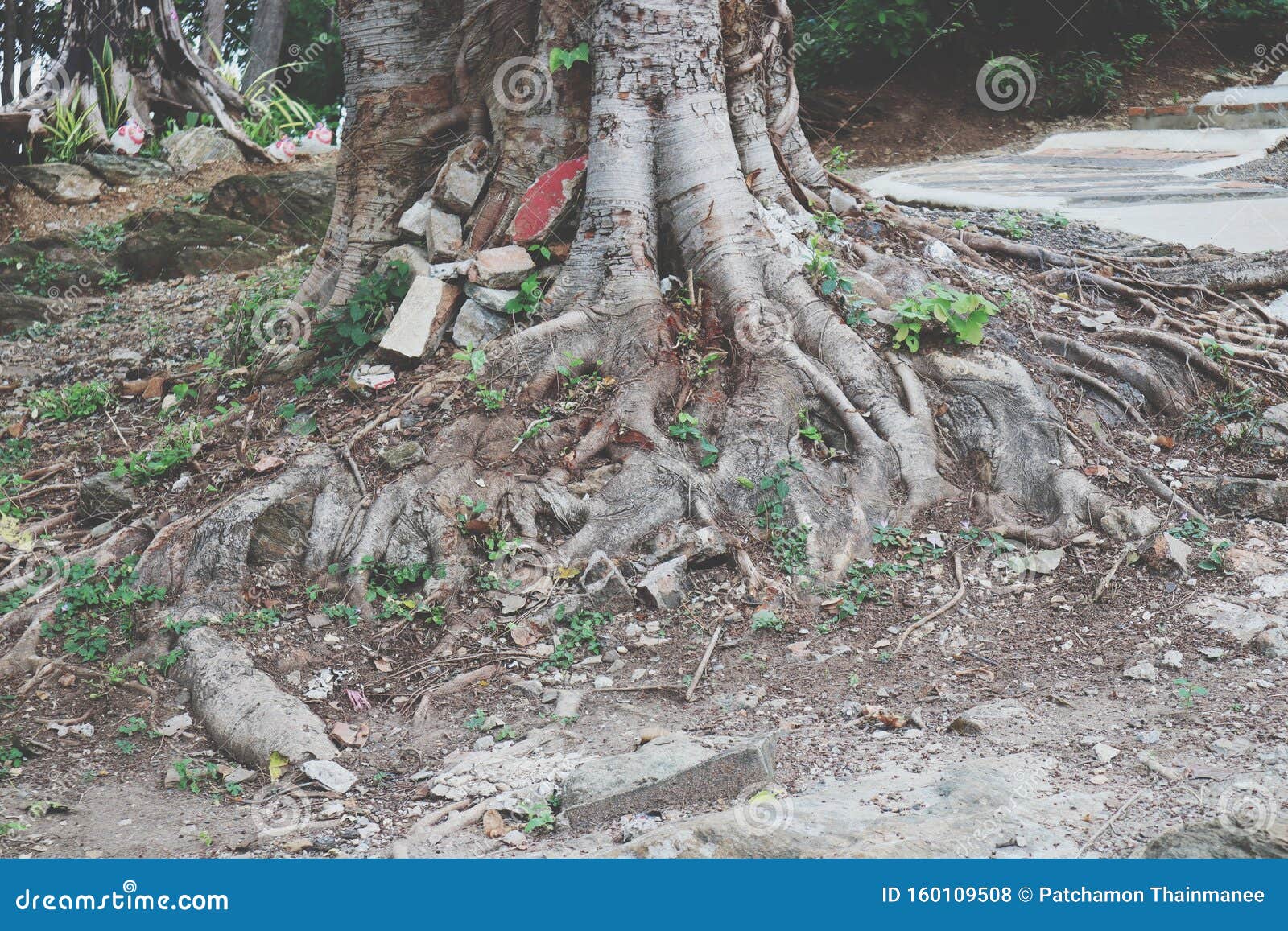 Large Root Of A Felled Tree. The Root System Of The Old Pine. Dug Stump ...