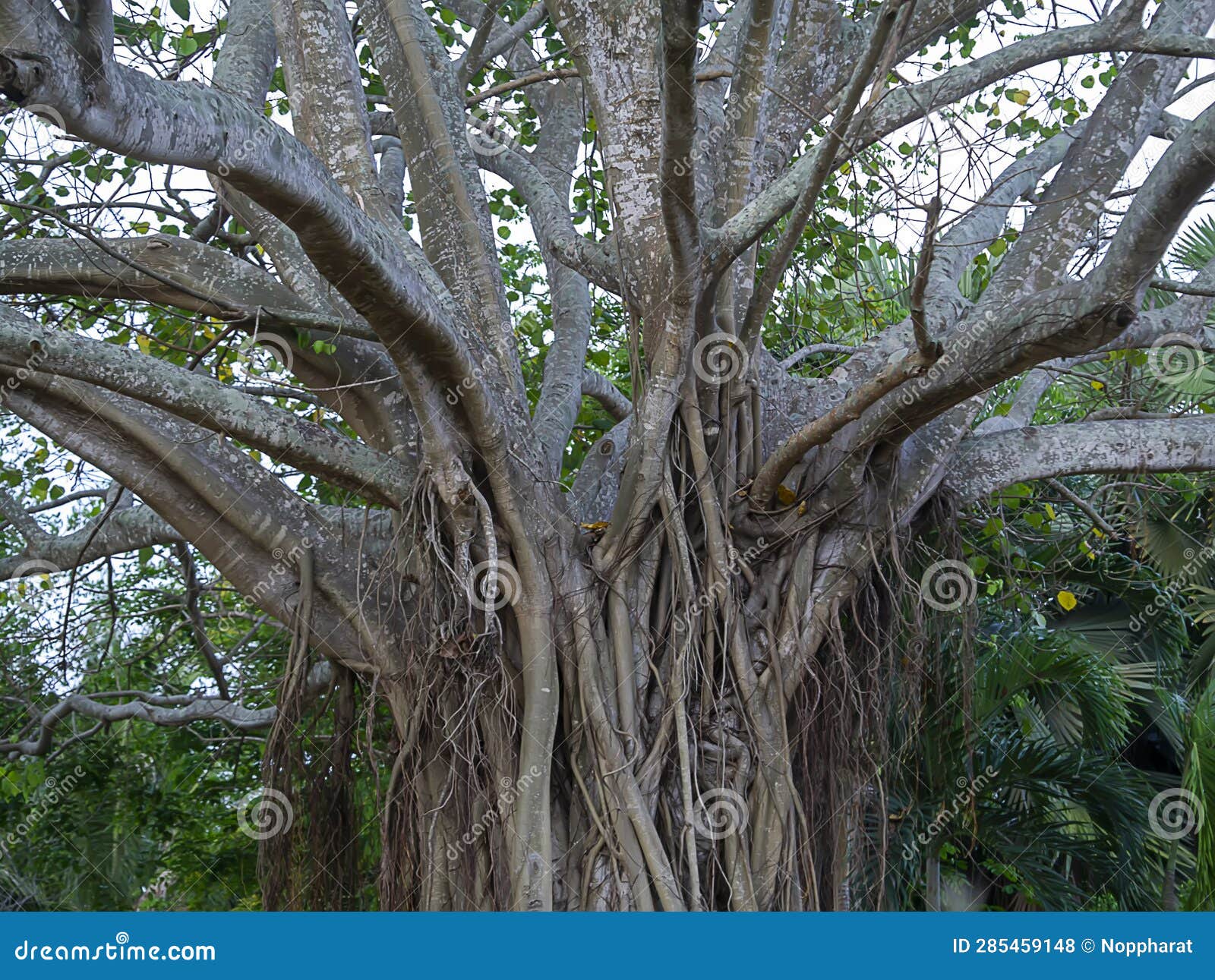 Large Root of Bodhi Tree with Leaf on the Ground Stock Photo - Image of ...