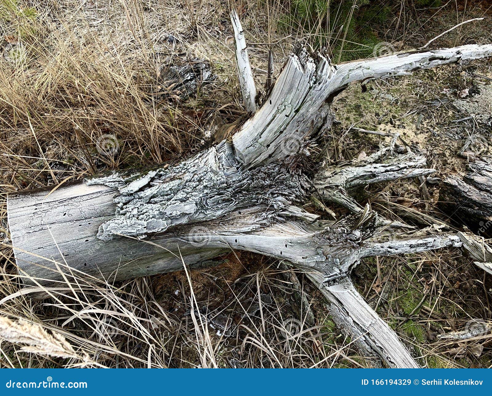 Large Root Of A Felled Tree. The Root System Of The Old Pine. Dug Stump ...