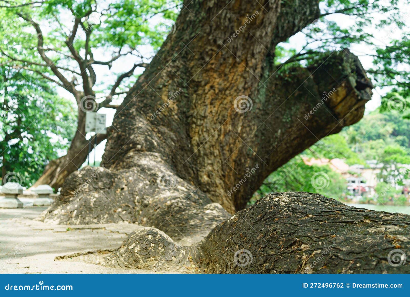 A Large Root of a Huge Tree Out Above the Ground Stock Photo - Image of ...