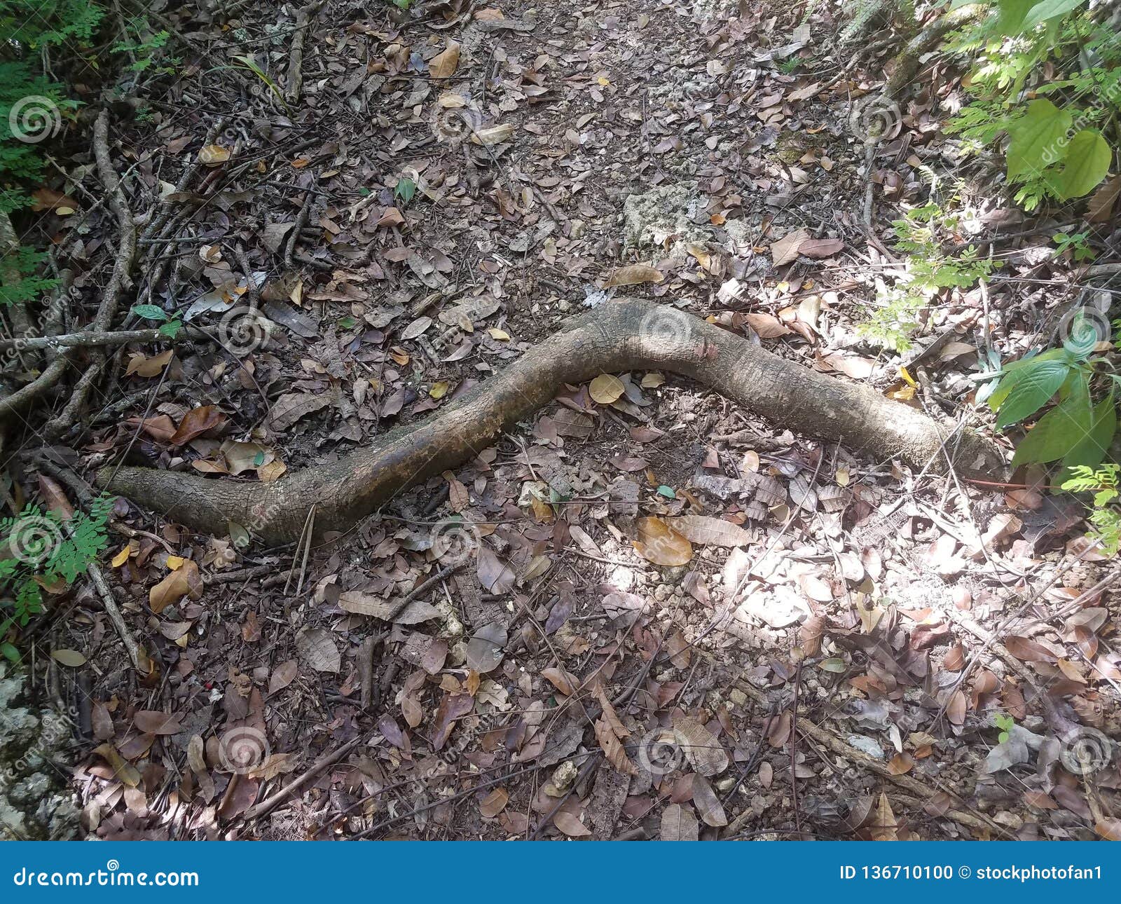Large Root on Path or Trail with Brown Leaves Stock Photo - Image of ...