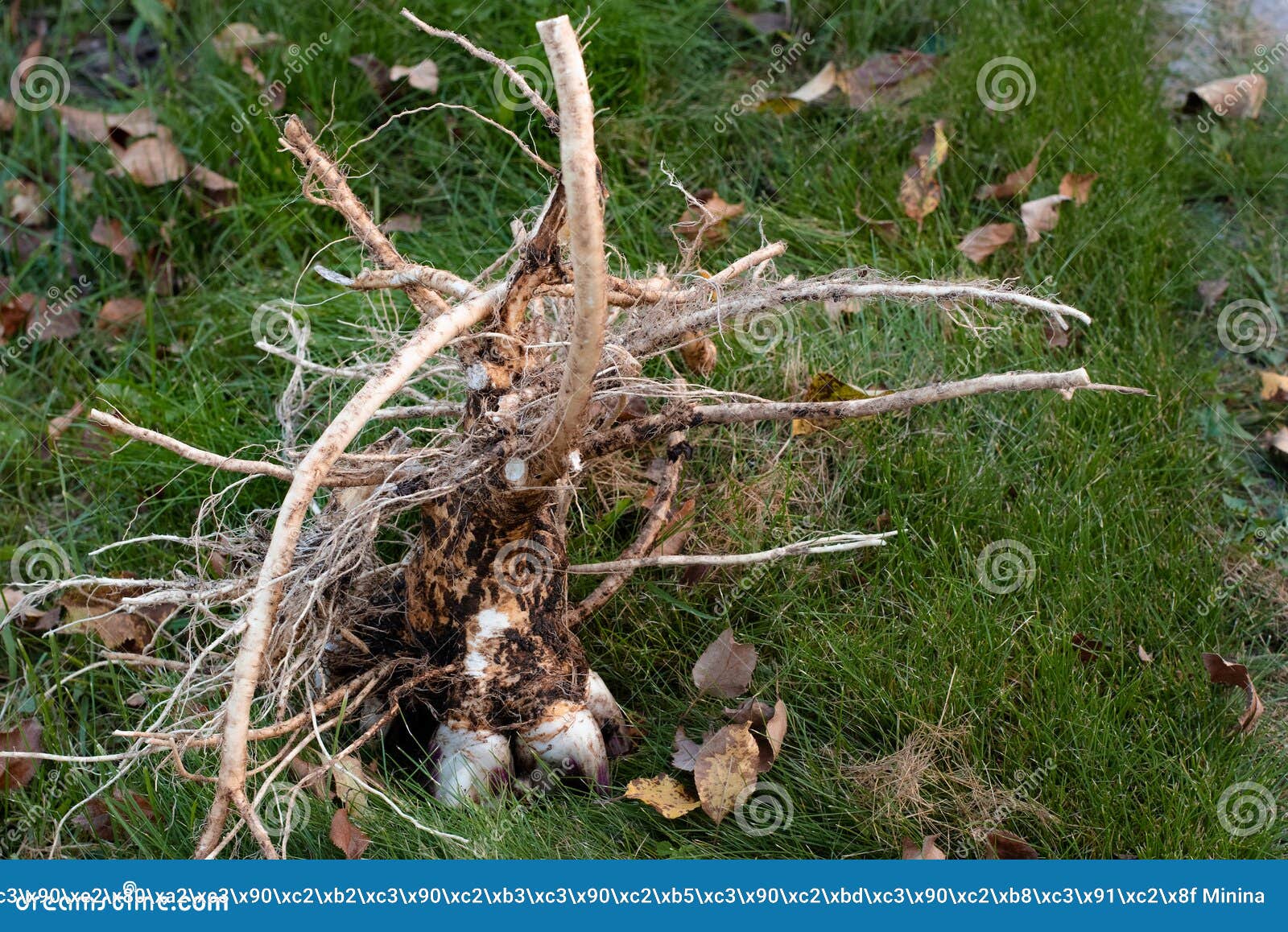 Large Root of a Large Plant. Horseradish Root Stock Photo - Image of ...