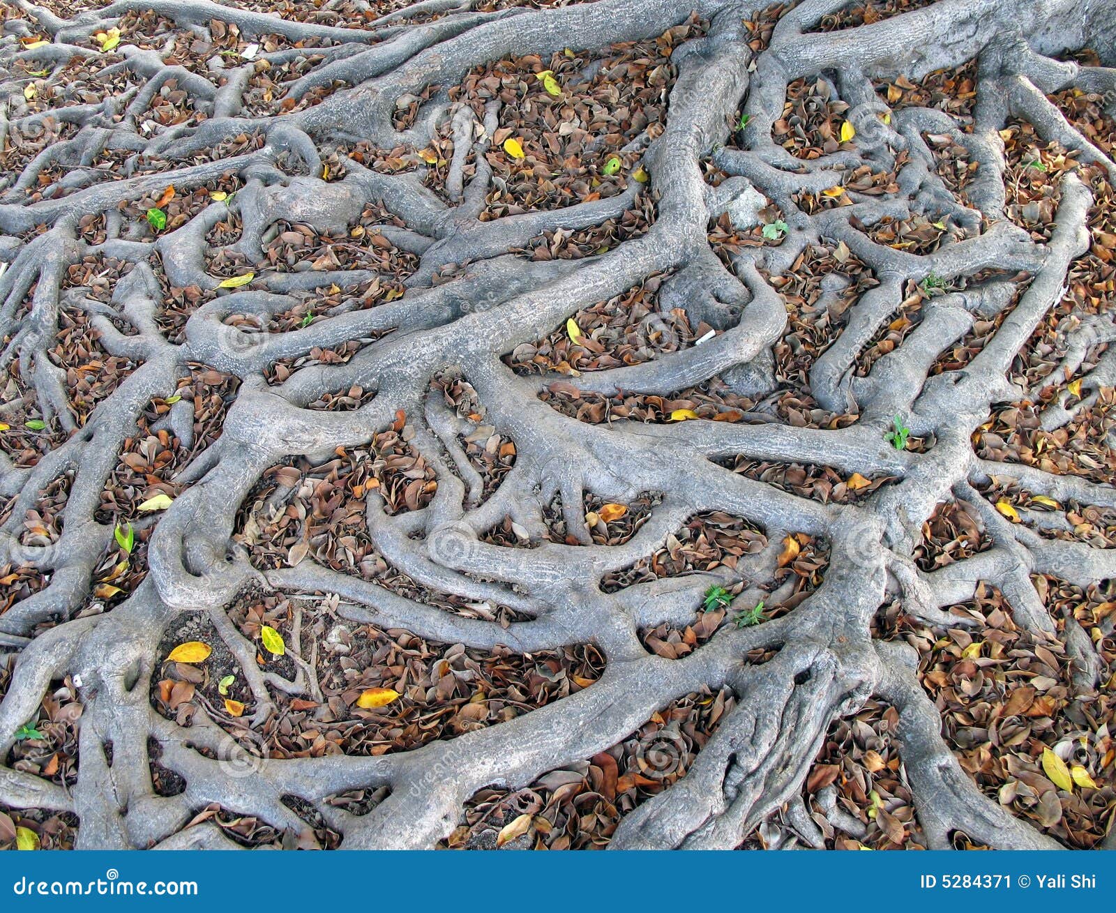 Large Root System stock image. Image of support, leaves - 5284371