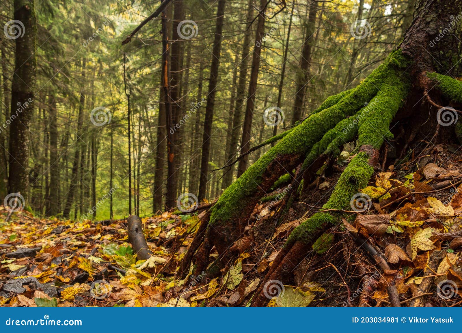 A Large Root of a Tree Overgrown with Moss. the Root of a Tree on the ...
