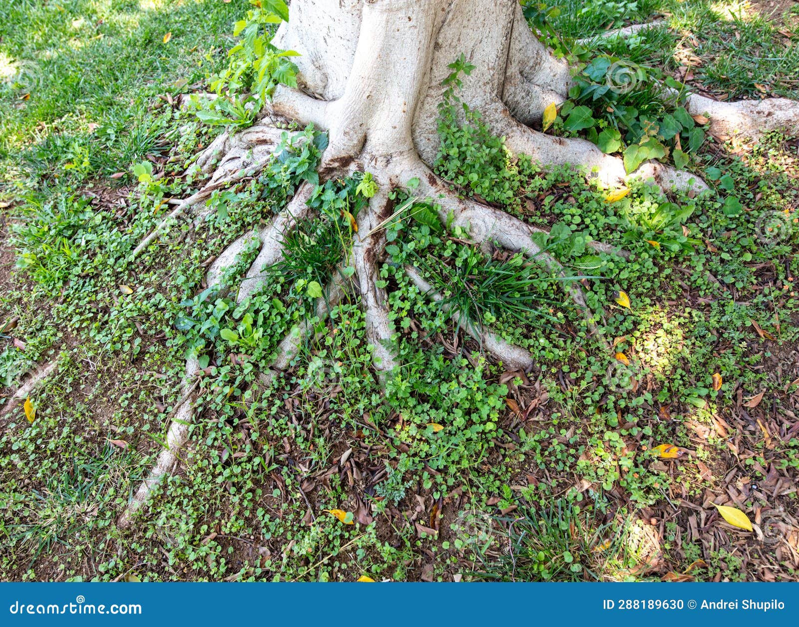 Large Roots on the Ground Near a Tree in Nature Stock Photo - Image of ...
