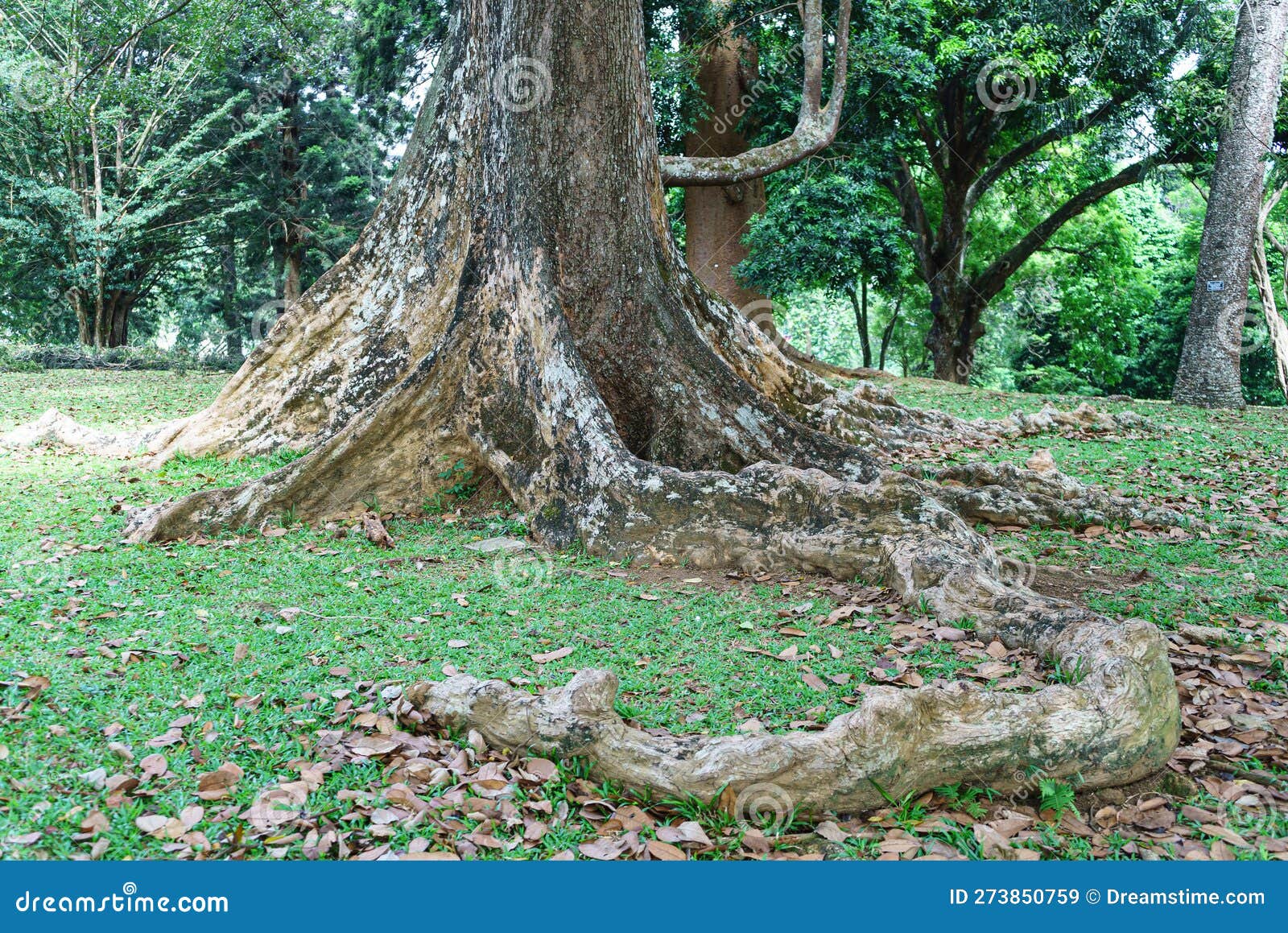 Large Roots of Old Tree Above the Ground Stock Image - Image of root ...