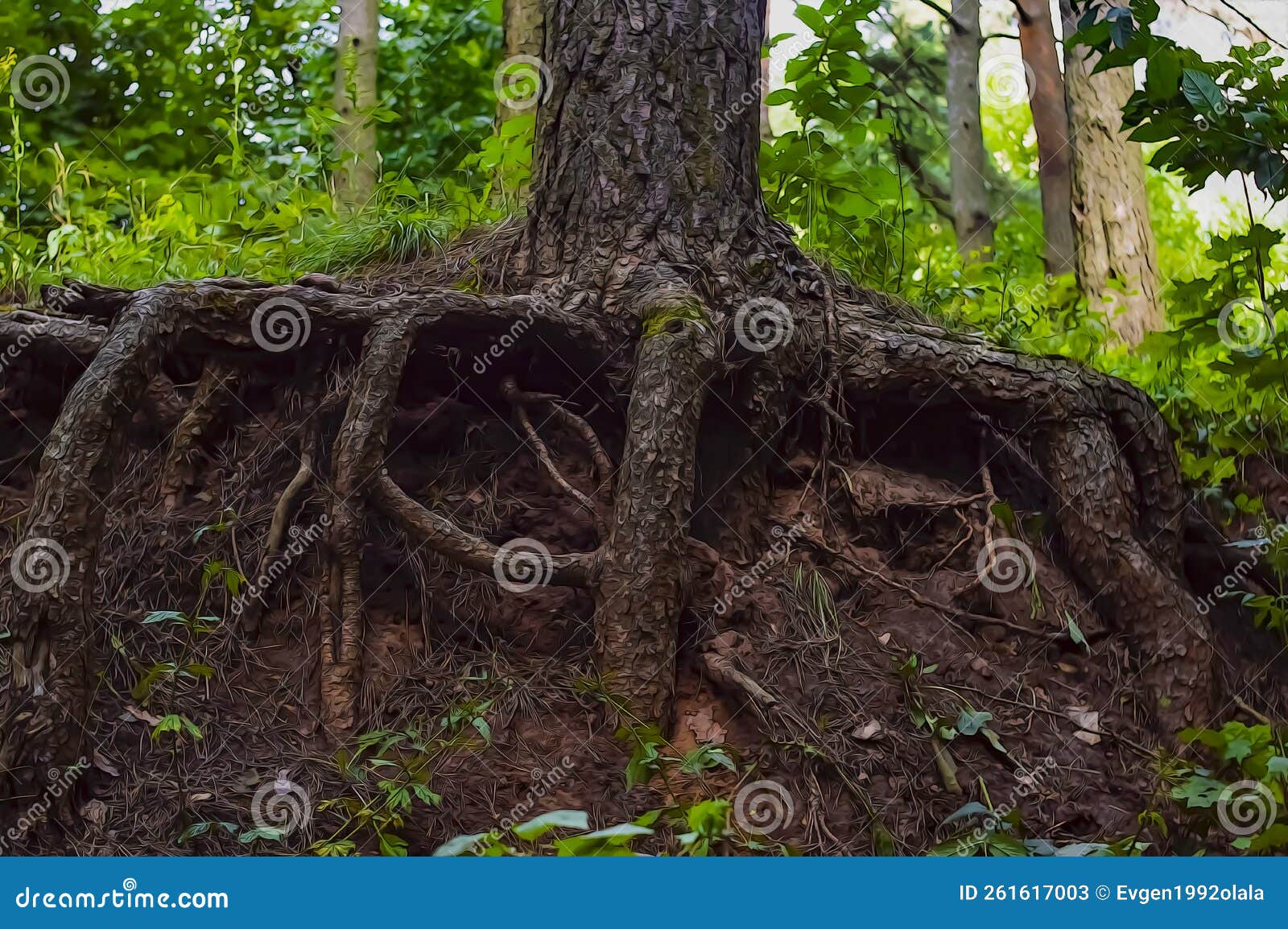 Large Roots of an Old Tree Stick Out of the Collapsed Soil Stock Image ...