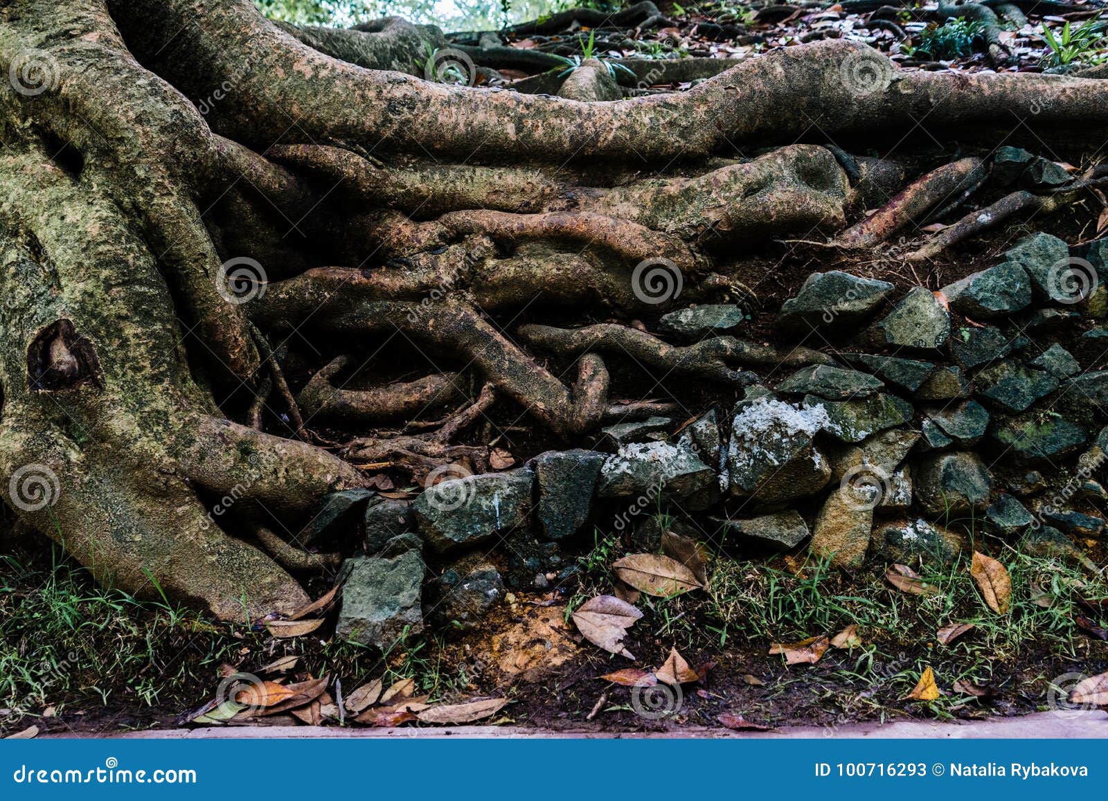 Large Roots on the Soil and Rocks Stock Image - Image of branch, plant ...