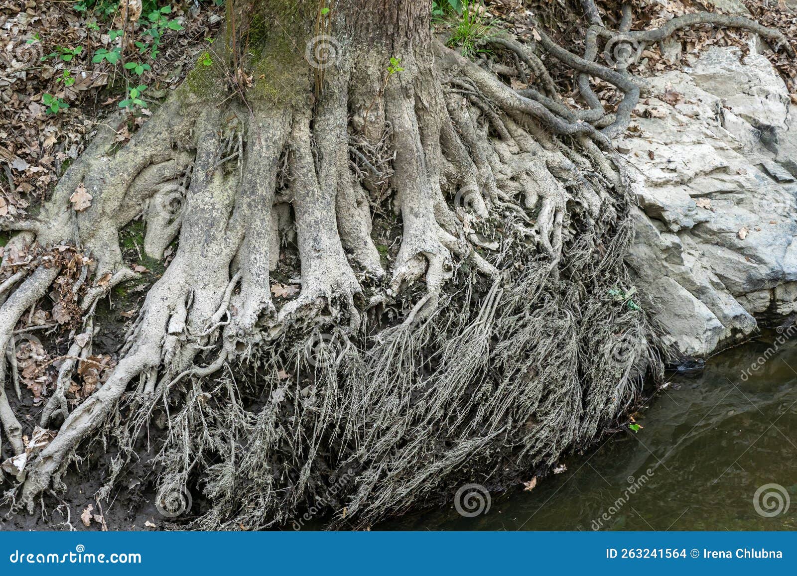 Large Roots Spread Widely on the Ground Stock Photo - Image of pattern ...