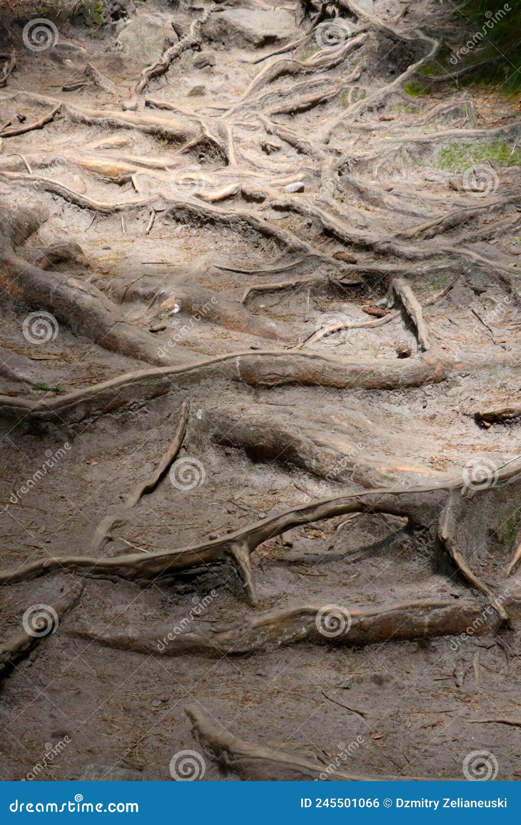 Large Roots Stick Out of the Ground in the Forest. Stock Photo - Image ...
