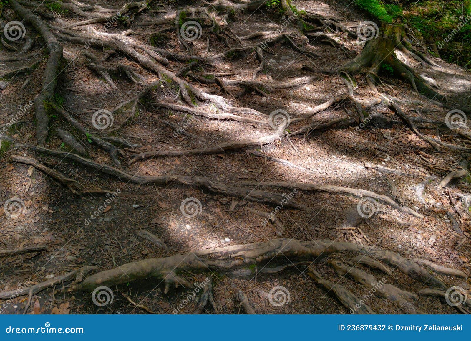 Large Roots Stick Out of the Ground. the Root of a Tree in the Forest ...