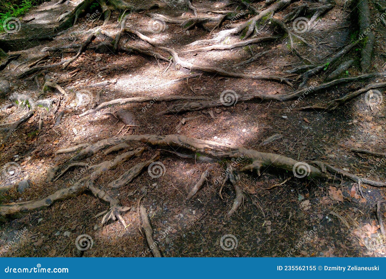 The Large Roots of the Tree Stick Out of the Ground in the Forest ...
