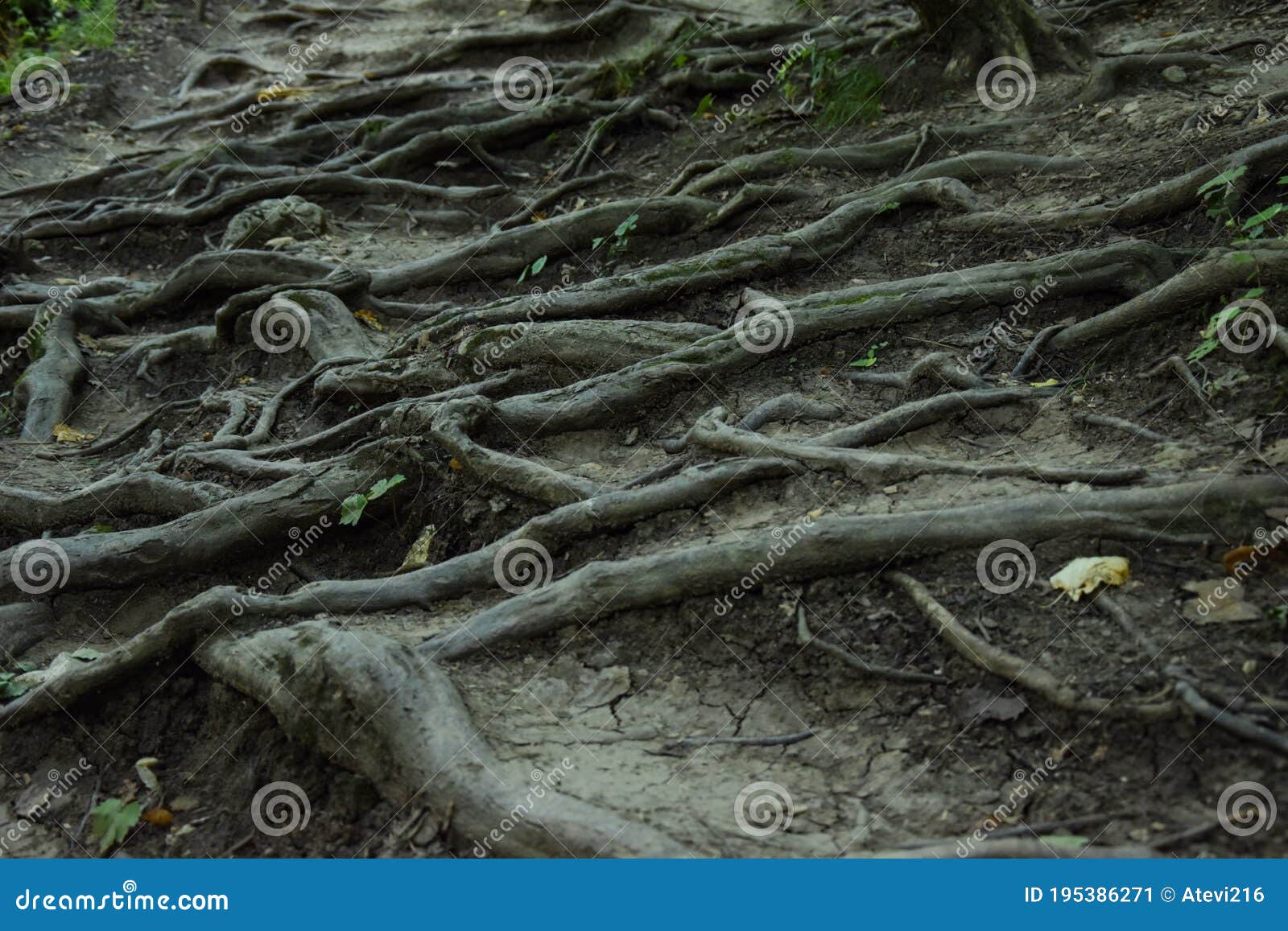 The Large Roots of the Trees Intertwined and Form an Unusual Pattern on ...