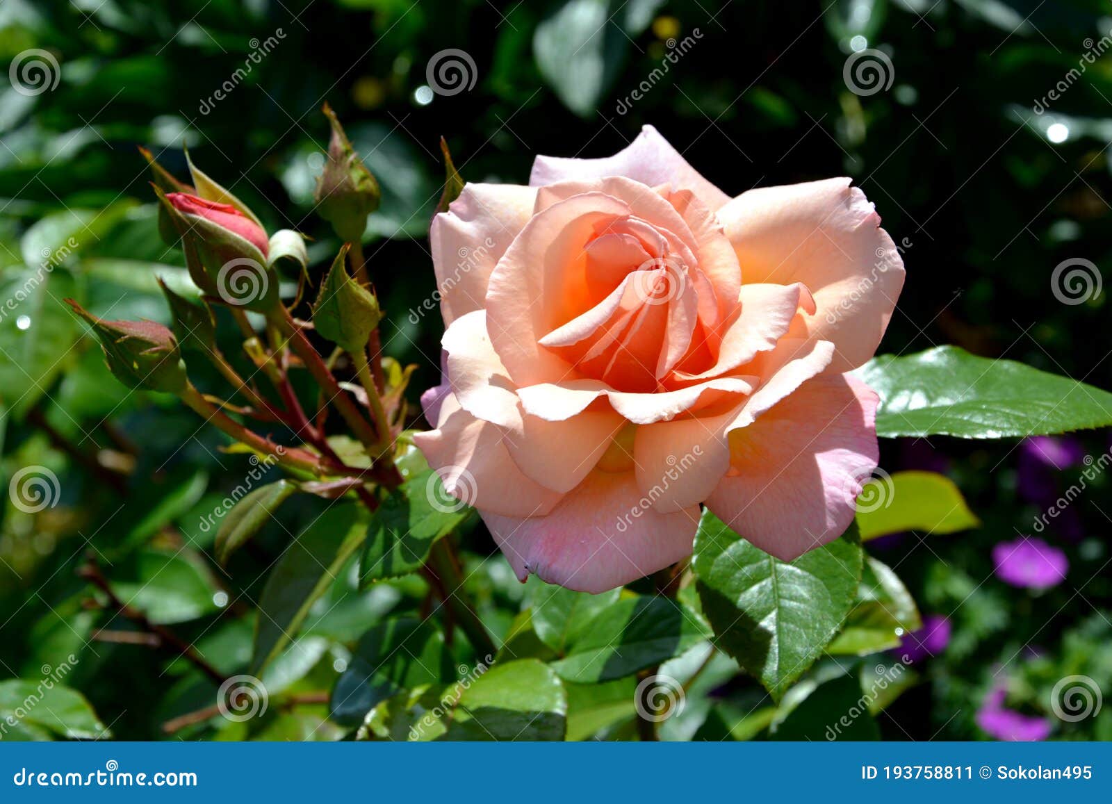 Large Rose in Bloom. Decorative Shrubs in the Garden Design Stock Image ...
