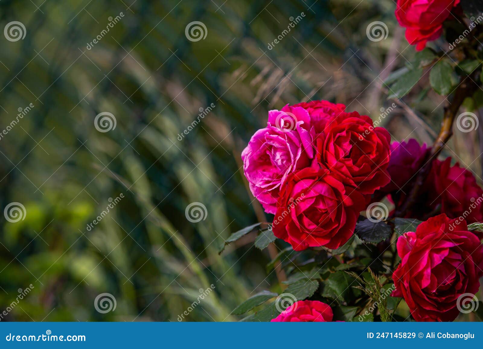 A Large Rose with Red Leaves Stock Image - Image of leaf, botany: 247145829