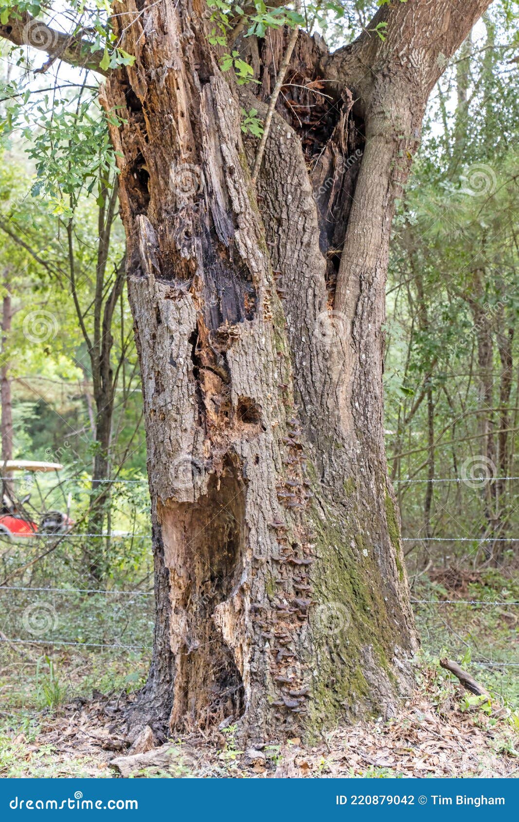 Large rotting oak tree stock photo. Image of wood, dead - 220879042
