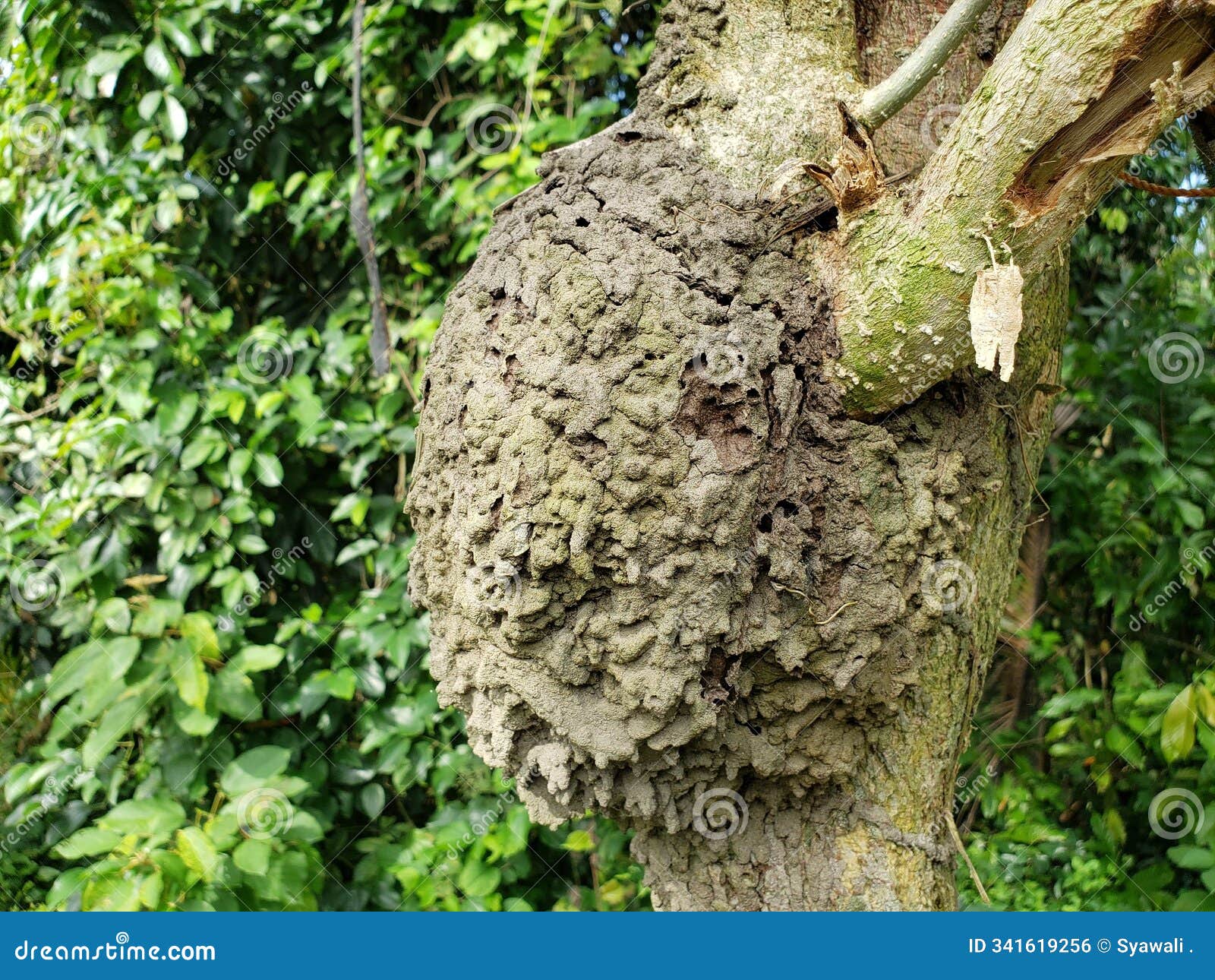 A Large, Rough-textured Termite Nest Attached To a Tree Trunk in a Lush ...
