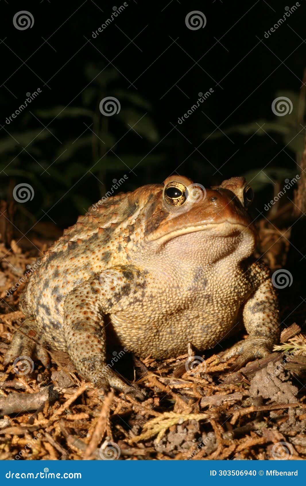 A Large American Toad (Anaxyrus Americanus) Stock Photo - Image of ...