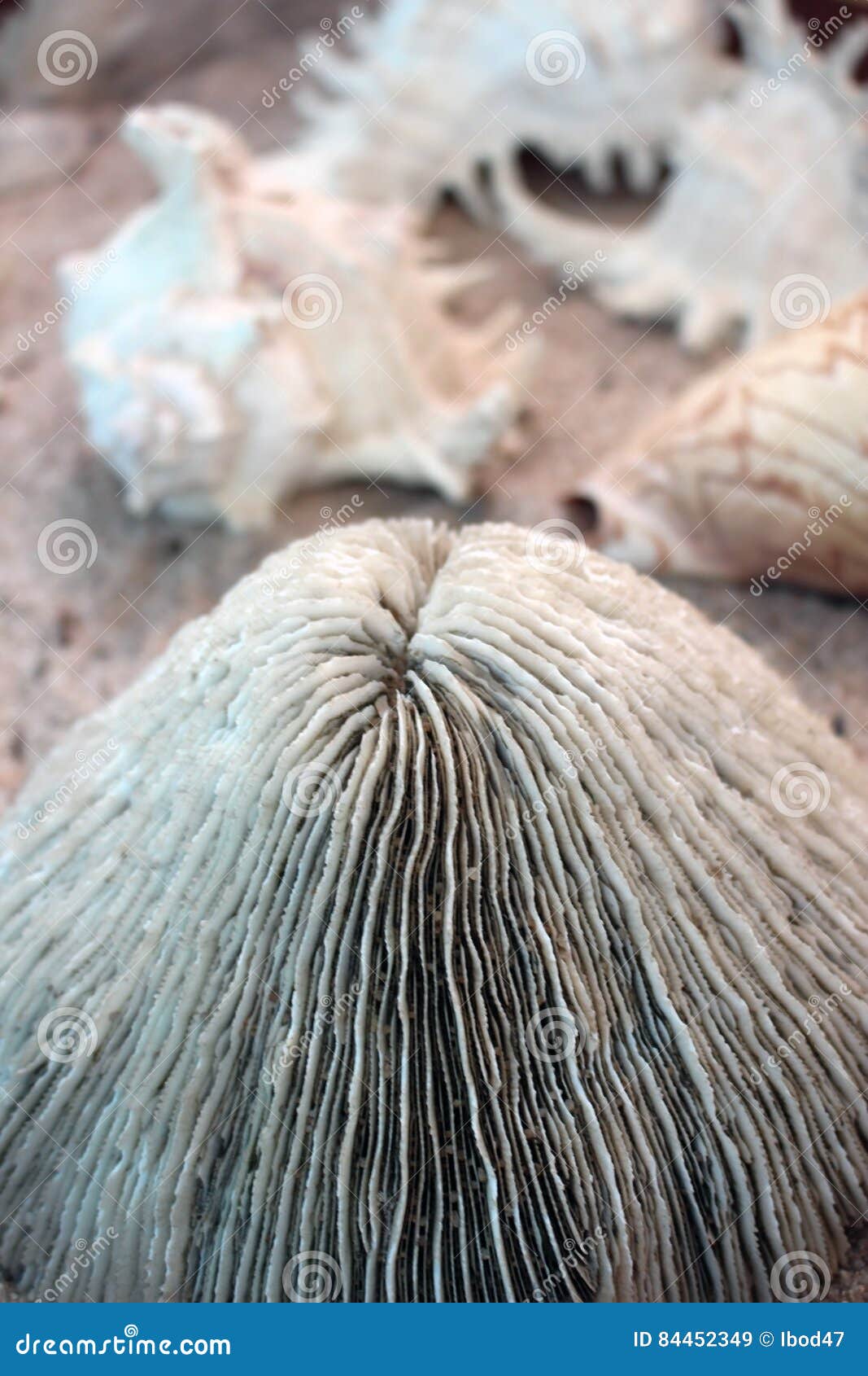 Large Round Coral with Seashells Stock Image - Image of white, round ...