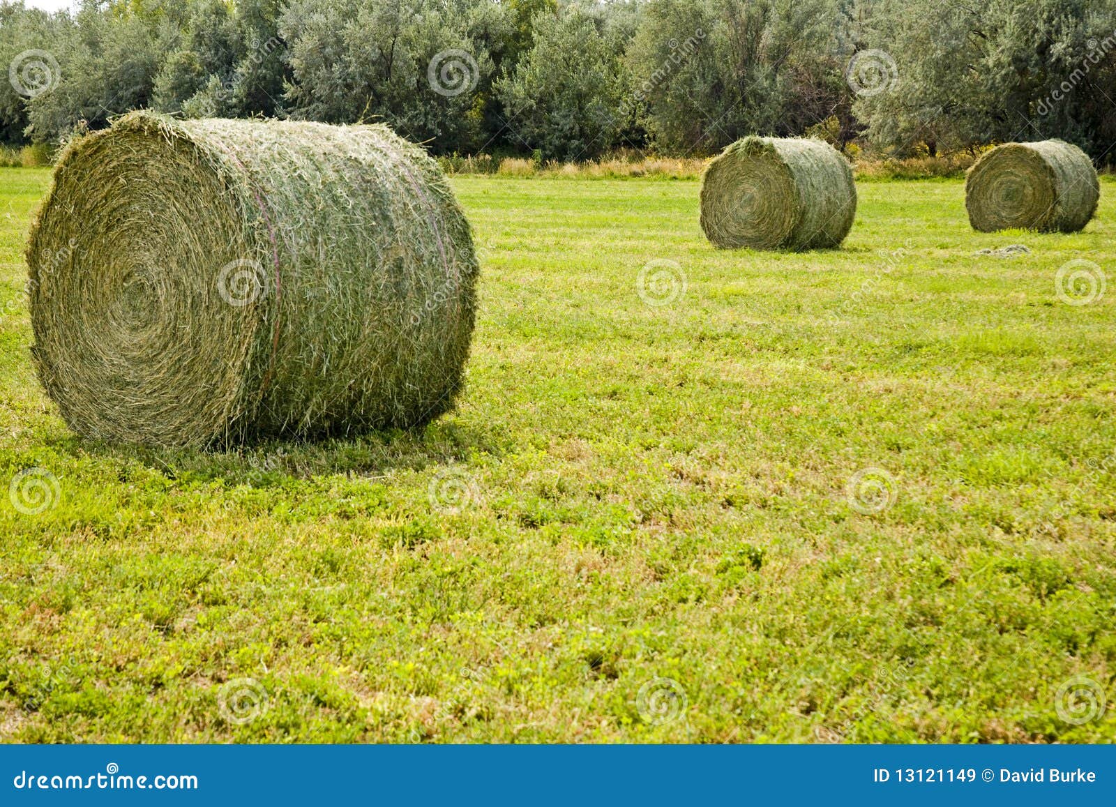 Large round hay bales stock image. Image of alfalfa, nature - 13121149