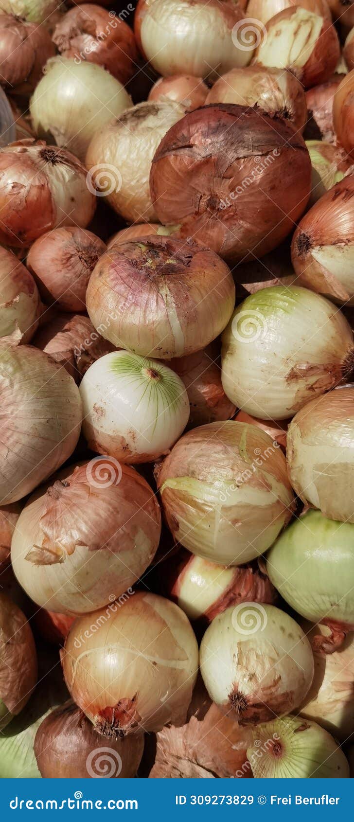 Large Round Onions in a Pile Stock Image - Image of onion, agriculture ...