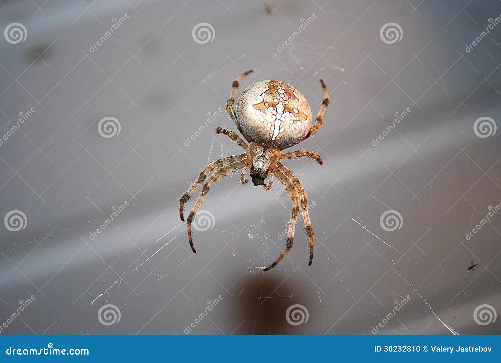 Large spider stock photo. Image of round, spinner, grey - 30232810