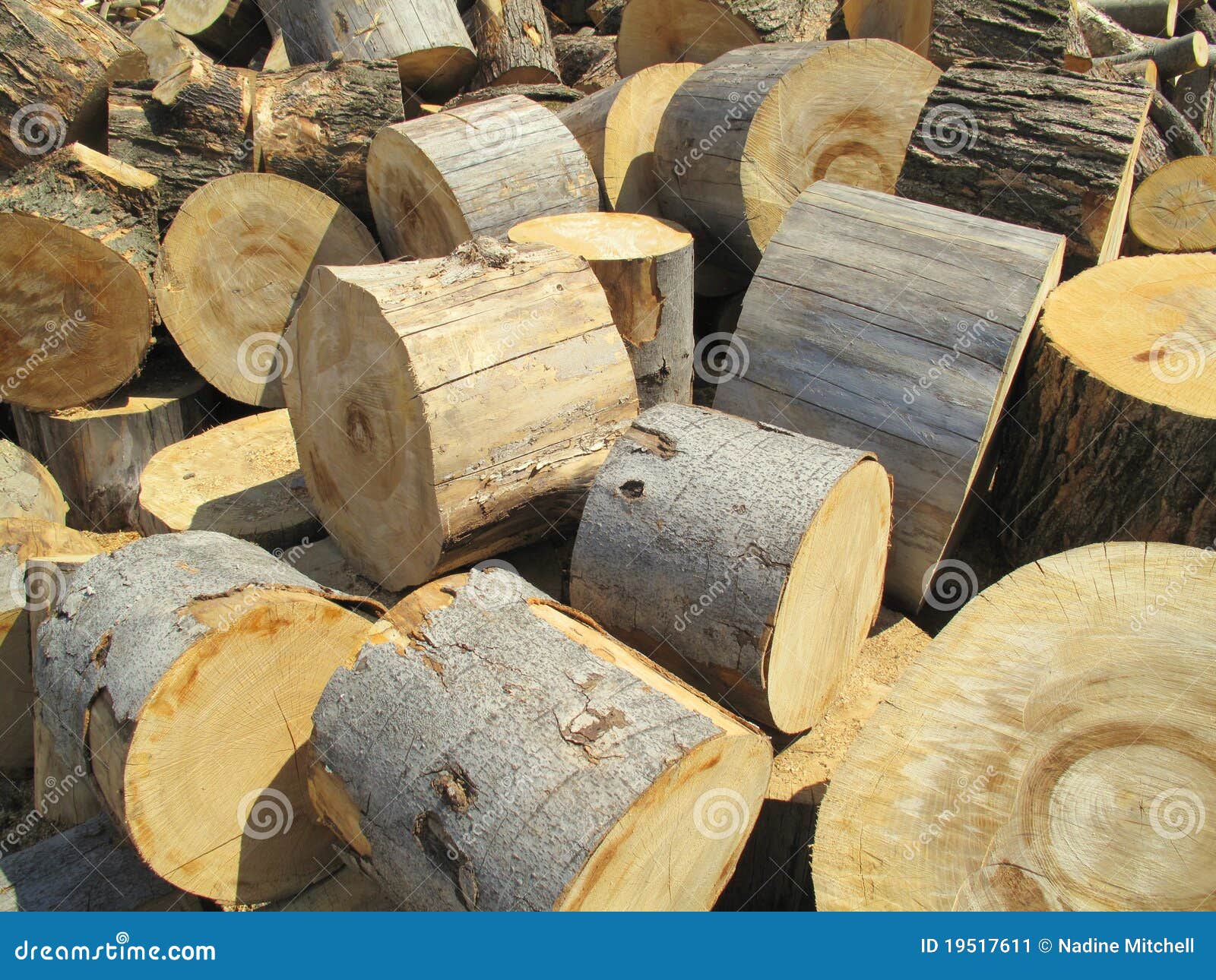 Large round tree stumps stock image. Image of bark, heat - 19517611
