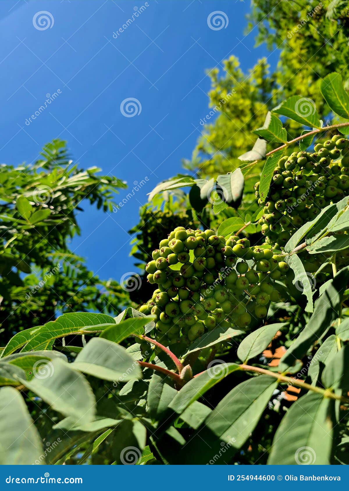 A Large Rowan Tree is Strewn with Many Unripe Berries Stock Photo ...