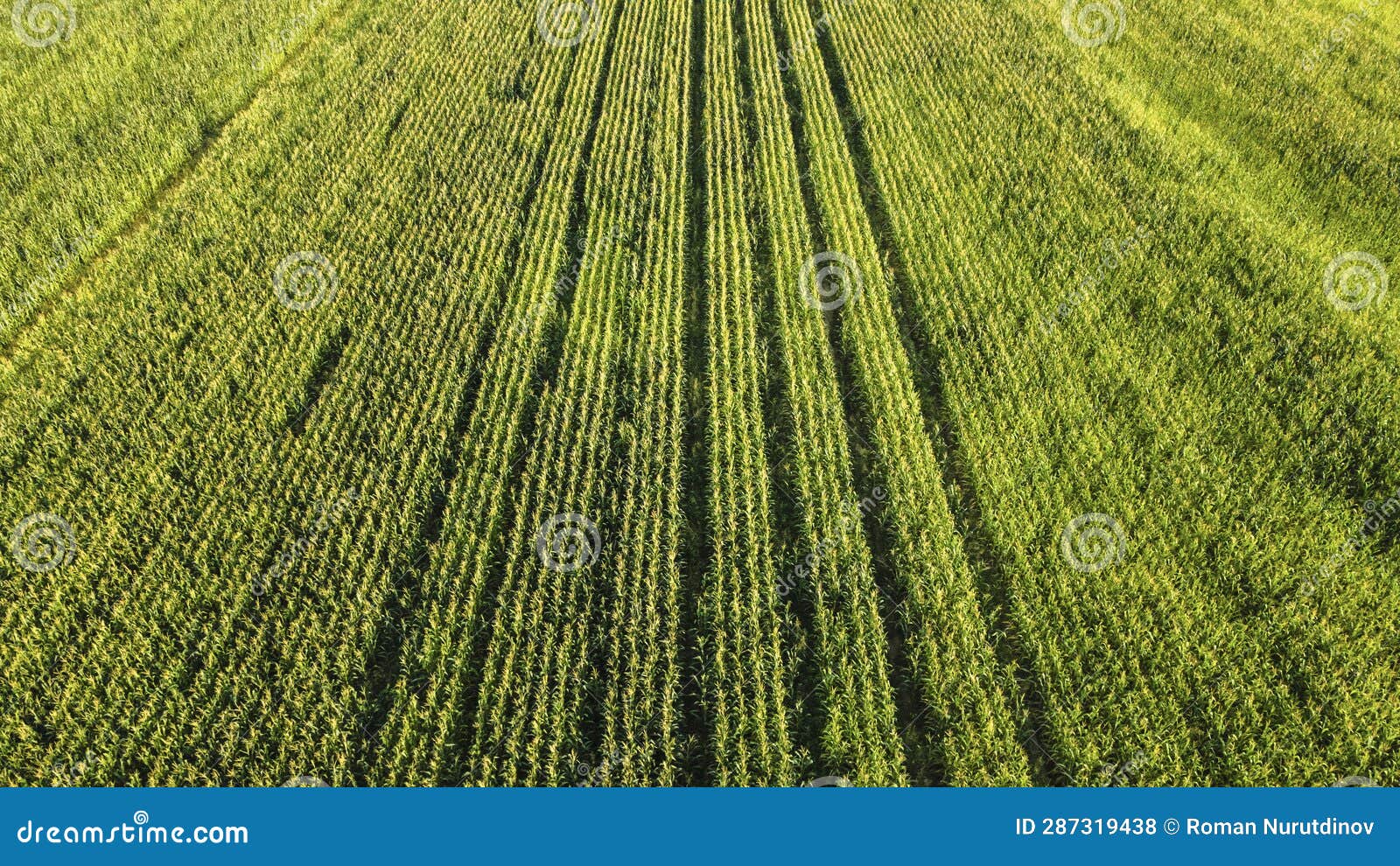 Large Rows of Ripening Corn Stock Photo - Image of food, country: 287319438