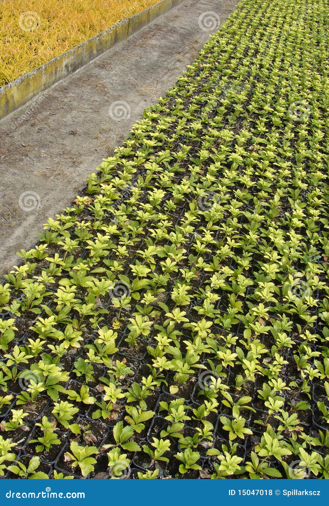 Large Rows of Young Plants Vegetation Stock Photo - Image of landscape ...
