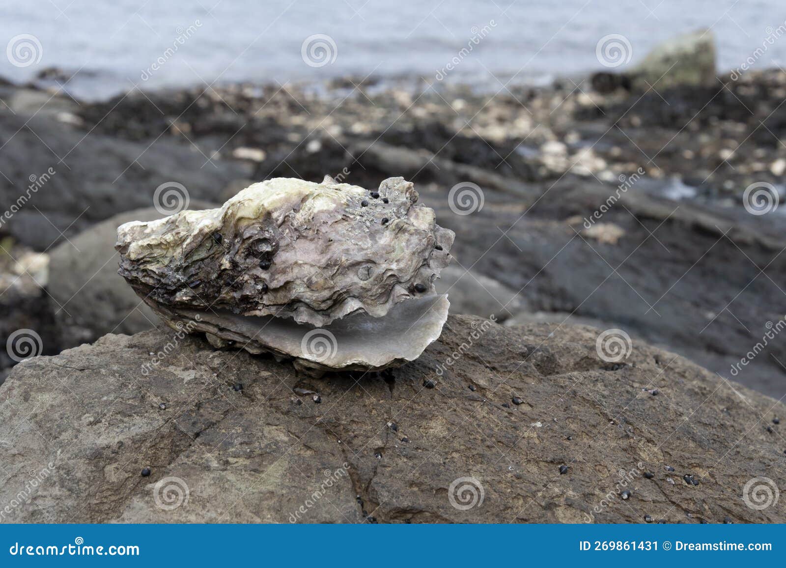 Large Ruffled Seashell Close Up Stock Image - Image of elements, stone ...