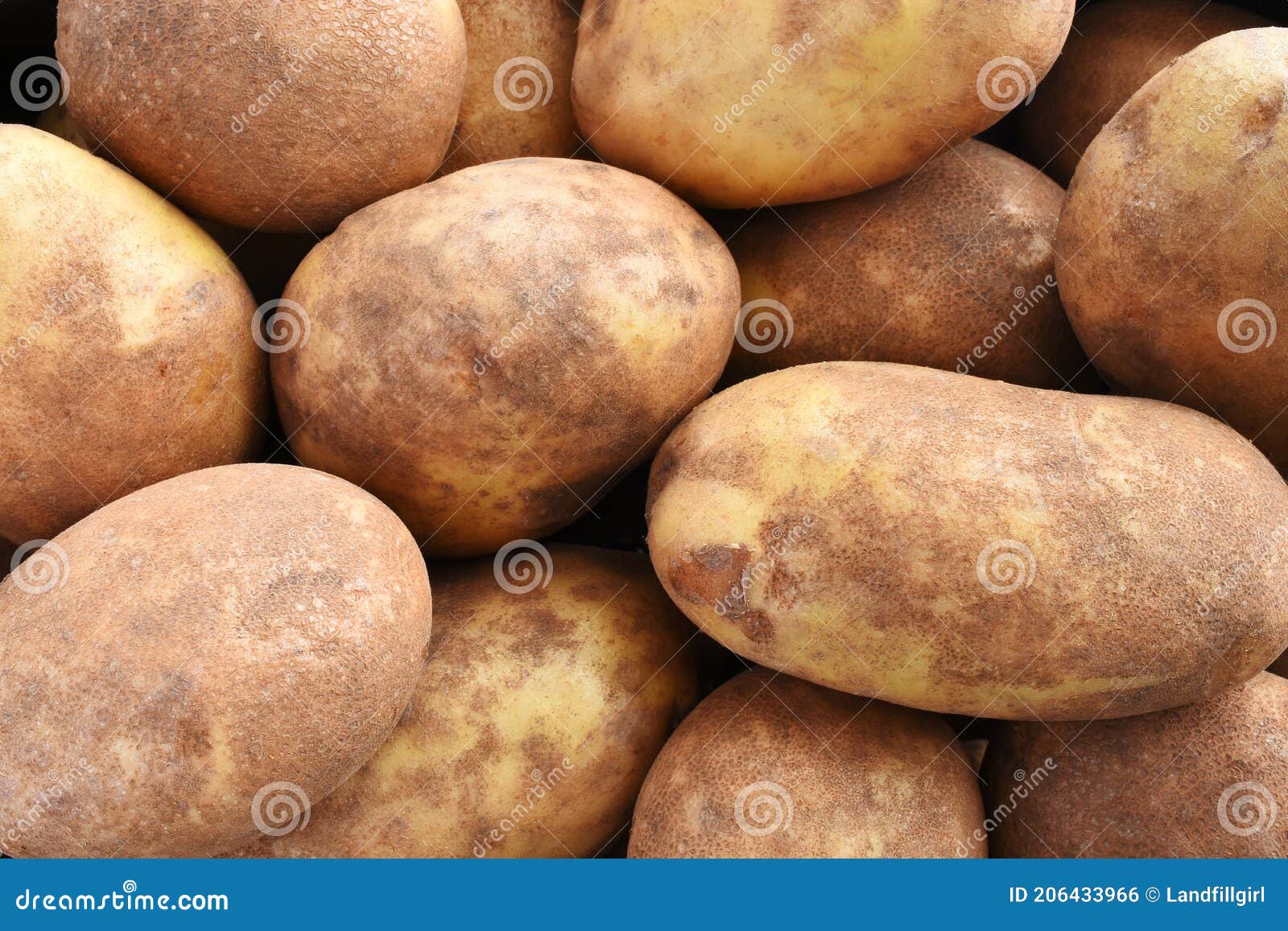 Large Russet Potatoes stock photo. Image of pile, background - 206433966