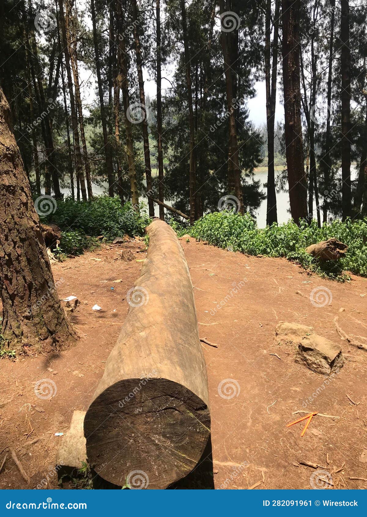 Large, Rustic Log in a Lush Green Forest Stock Image - Image of ...