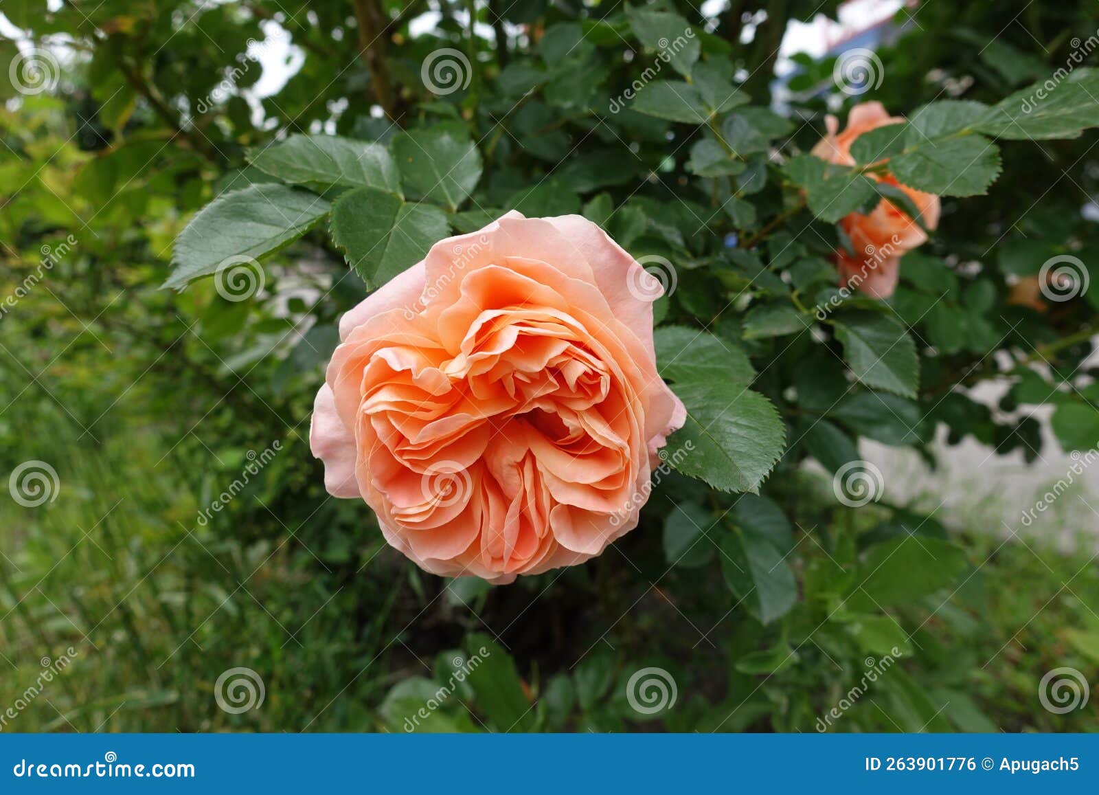 Large Salmon Pink Flower of Rose in May Stock Photo - Image of petal ...
