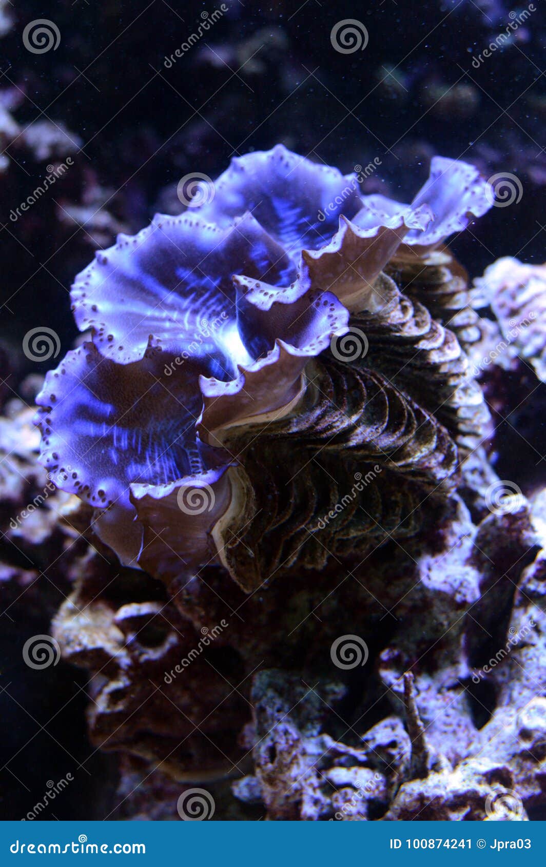 Large saltwater seashell stock image. Image of flora - 100874241