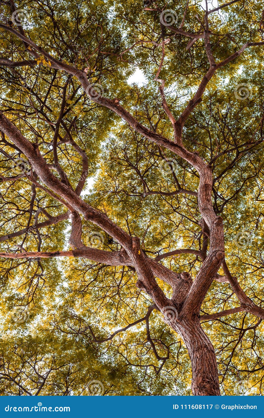 Big tree in the forest stock image. Image of fantastic - 111608117