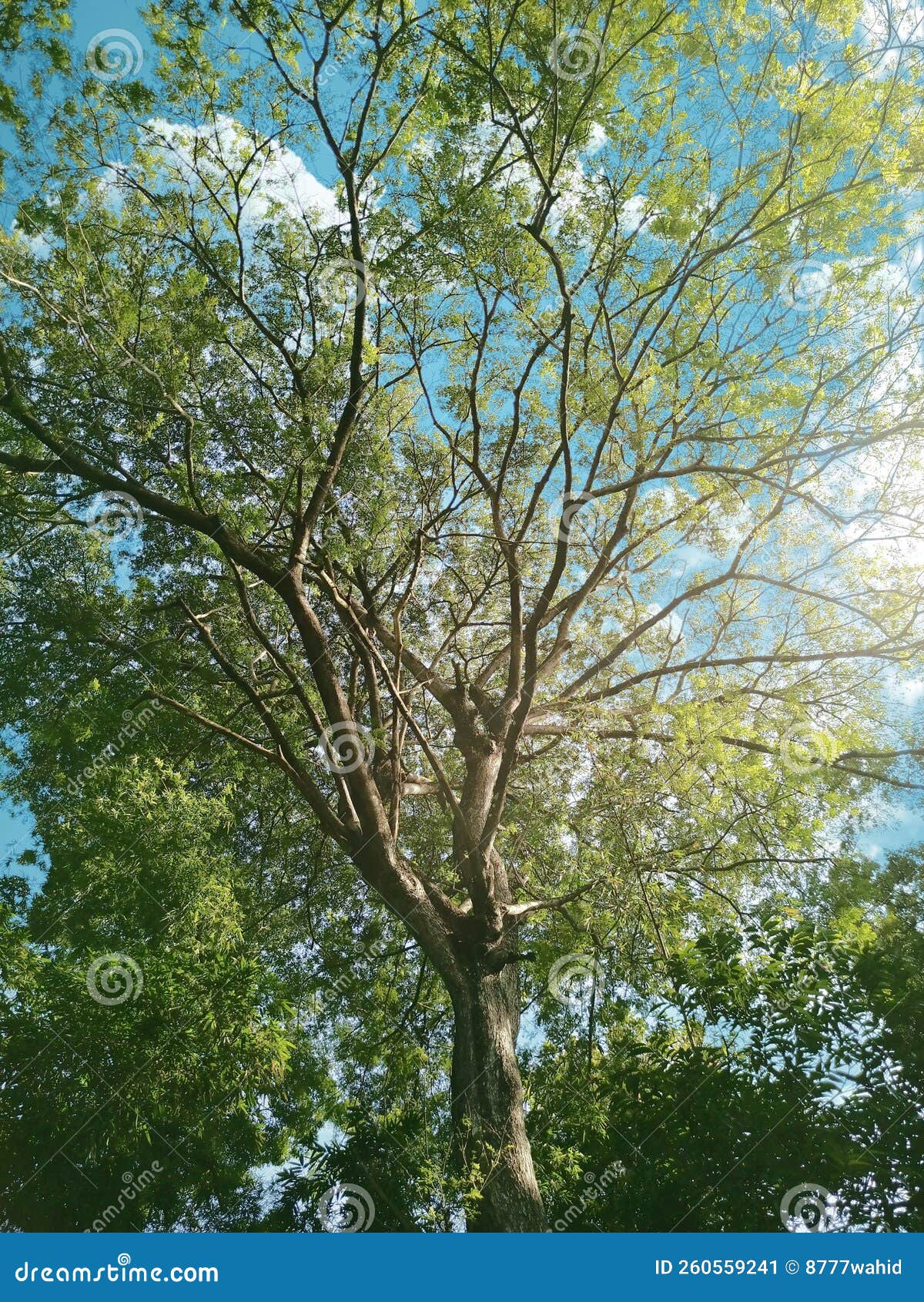 Samanea-sama tree stock image. Image of grove, plant - 260559241