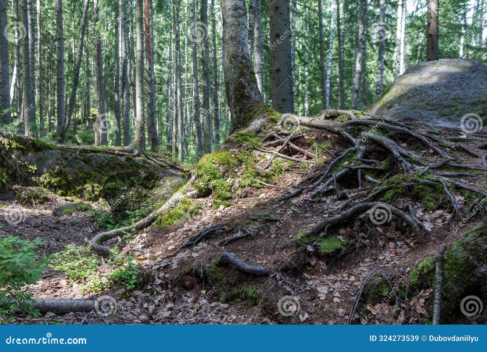 Large satrinic tree root stock image. Image of parkes - 324273539