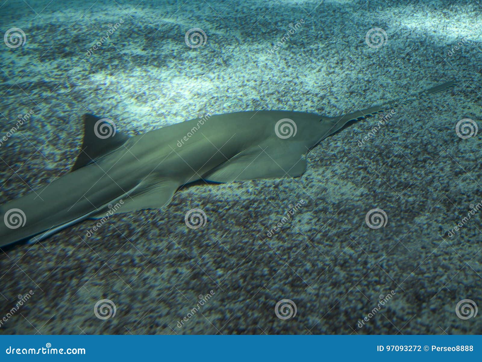 Large Sawfish, Also Known As Carpenter Shark. Stock Photo - Image of ...