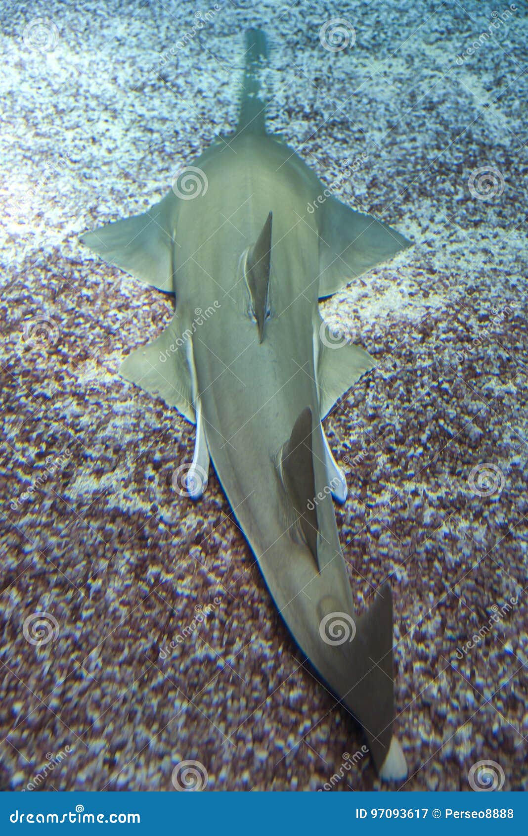 Large Sawfish, Also Known As Carpenter Shark. Stock Image - Image of ...