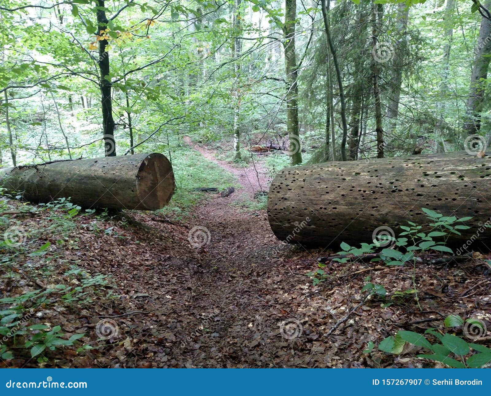 Large Sawn Tree on Two Part for Pass Path Beech Broken Obstacle Concept ...