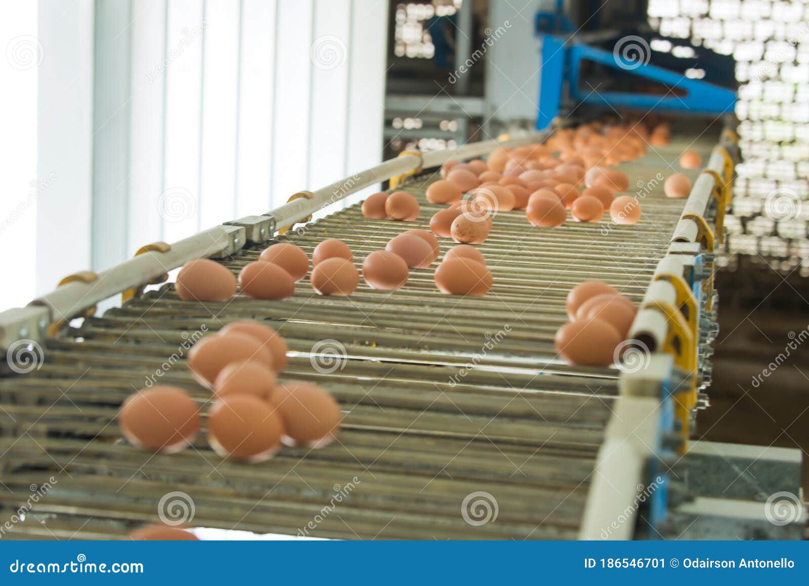 Large-scale Egg Production with Autonomized System Stock Image - Image ...